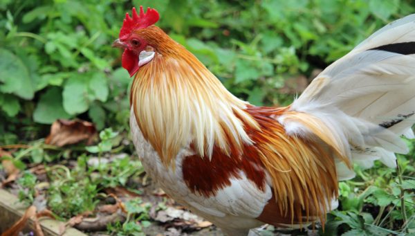 Dutch Bantam Chicken: Size, Eggs, Temperament, and Care