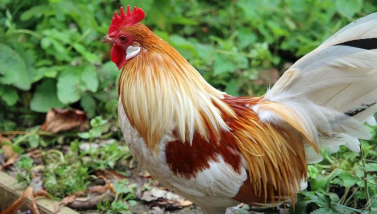 Dutch Bantam Chicken: Size, Eggs, Temperament, and Care