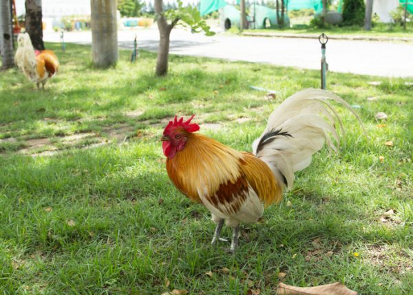 Dutch Bantam Chicken: Size, Eggs, Temperament, and Care