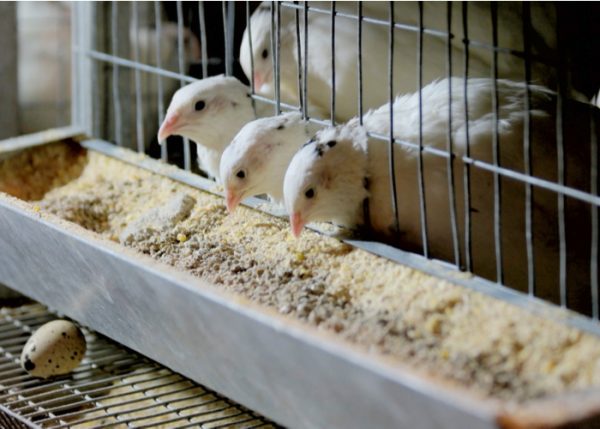 Where to Get Quails & What To Look For: A Beginner's Guide