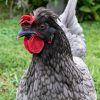 Olive Egger Chicken: Getting to Know the Eggstraordinary Olive Eggers