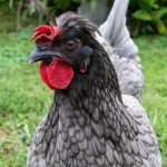 Olive Egger Chicken: Getting to Know the Eggstraordinary Olive Eggers