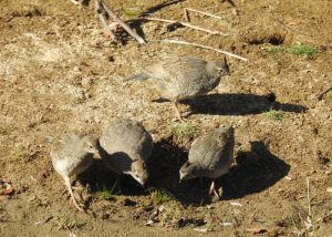 Quail Lice: Diagnosis, Prevention, and Treatment