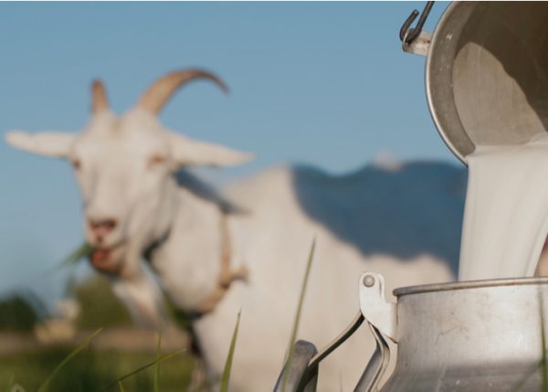 Best Goat Breeds for Homesteading (13 Best Goats for Milk and Meat)