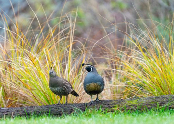 7 Pet Quail Breeds That Are Perfect for Kids