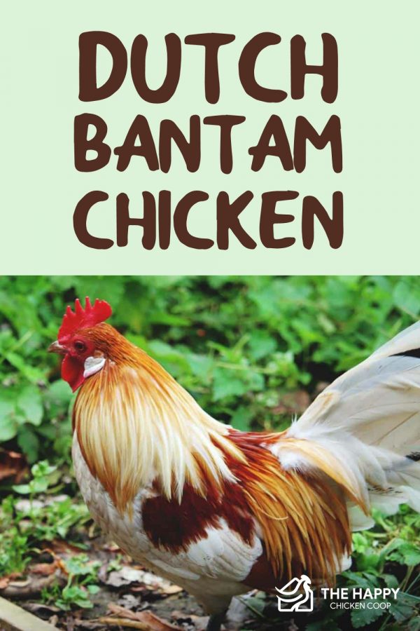 Dutch Bantam Chicken: Size, Eggs, Temperament, and Care