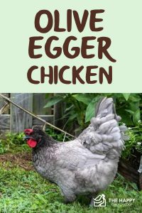 Olive Egger Chicken: Getting to Know the Eggstraordinary Olive Eggers