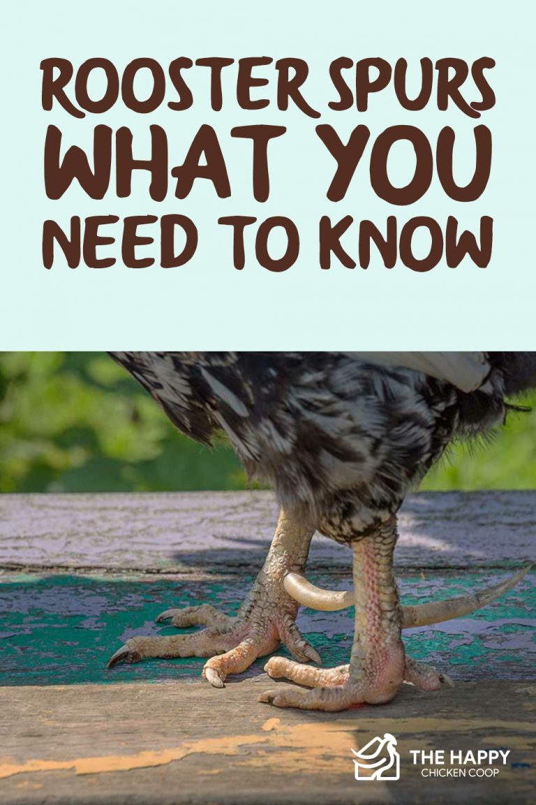 All You Need To Know About Rooster Spurs - The Happy Chicken Coop