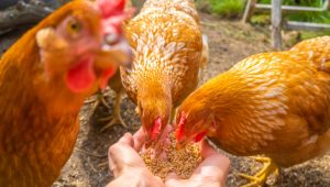 How to Make Your Own Chicken or Poultry Feed (DIY Chicken Feed)