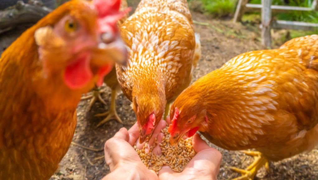 How To Make Your Own Chicken Or Poultry Feed DIY Chicken Feed 