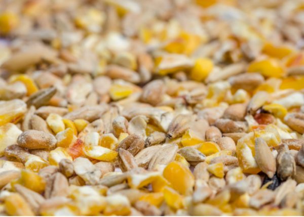 How to Make Your Own Chicken or Poultry Feed (DIY Chicken Feed)