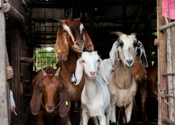What To Know Before Owning Goats: Essential Guide Before Buying Goats