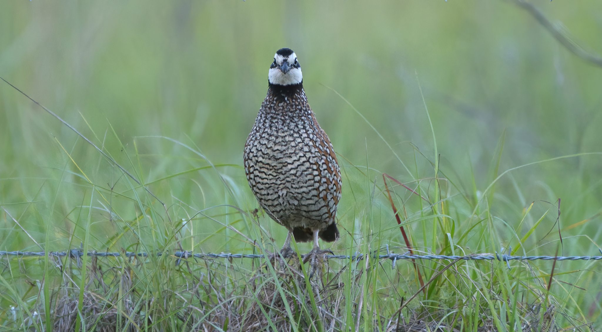 Where to Get Quails & What To Look For: A Beginner's Guide