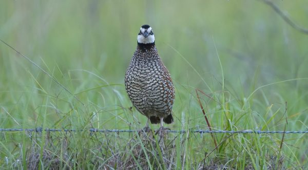 Where to Get Quails & What To Look For: A Beginner's Guide