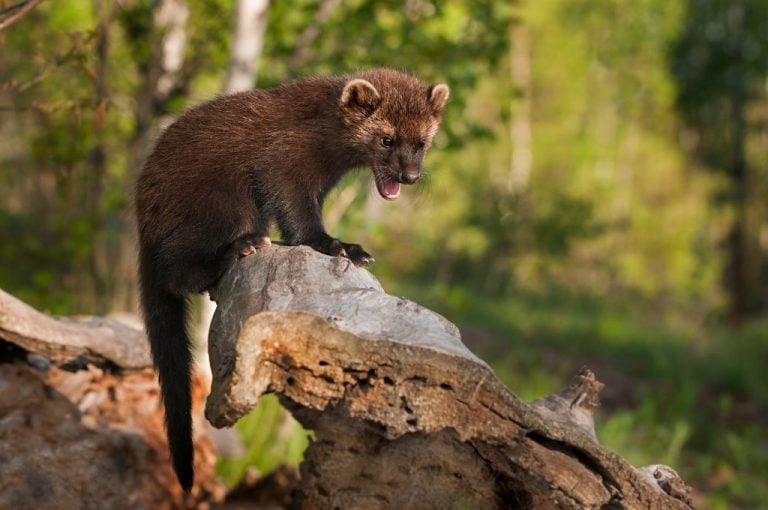 Fisher Cat: How to Protect Your Chickens from Them - The Happy Chicken Coop