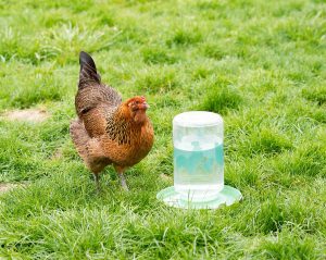 How to Help Dehydrated Chickens - The Happy Chicken Coop