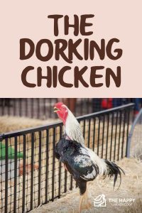 The Dorking Chicken: Everything You Need to Know