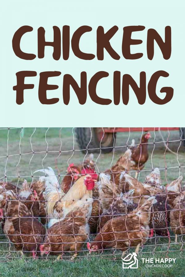 Chicken Fencing - Which One Should You Choose