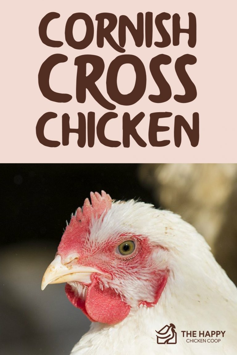 Cornish Cross Chicken: Get To Know - The Happy Chicken Coop