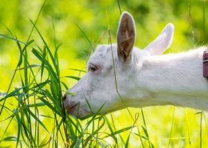 Feeding Goats: Everything You Need to Know About Goat Food