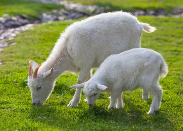 Feeding Goats: Everything You Need to Know About Goat Food