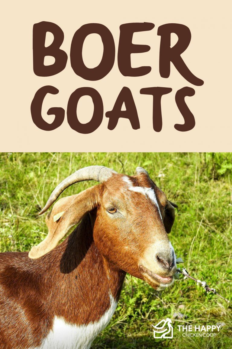 All You Need to Know About Boer Goats - The Happy Chicken Coop