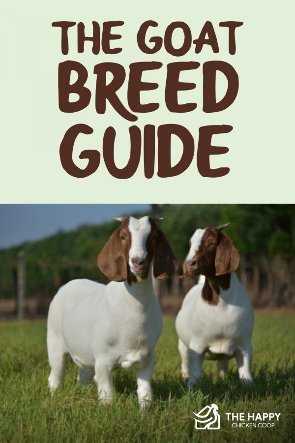 The Goat Breed Guide - The Happy Chicken Coop