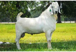 18 Long-Eared Goat Breeds - The Happy Chicken Coop