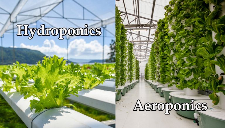 Hydroponics vs. Aeroponics: Which System is Better?