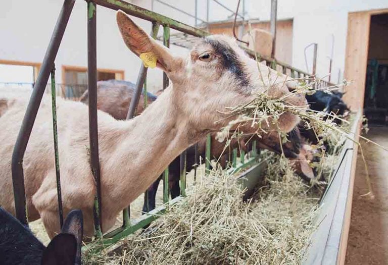 Goat Bloating - Causes, Symptoms, Treatment and Prevention