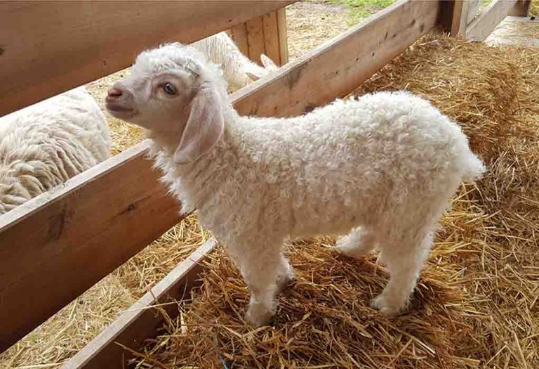 Pygora Goats: All You Need to Know