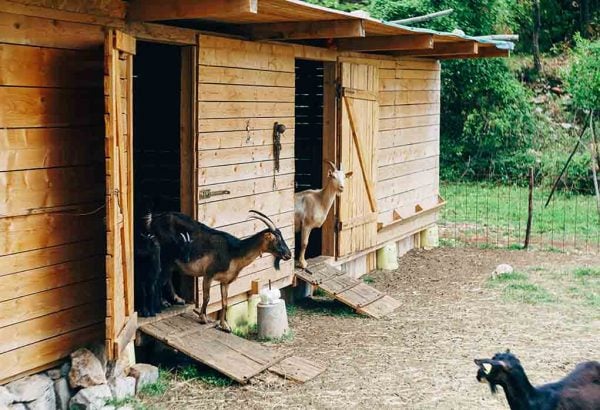 Goat Housing: Everything You Need to Know