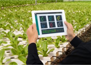 What is Hydroponic Farming? - Beginner's Guide