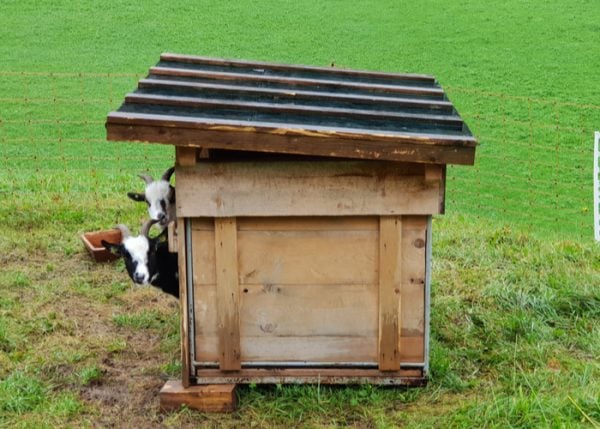 Goat Housing: Everything You Need to Know