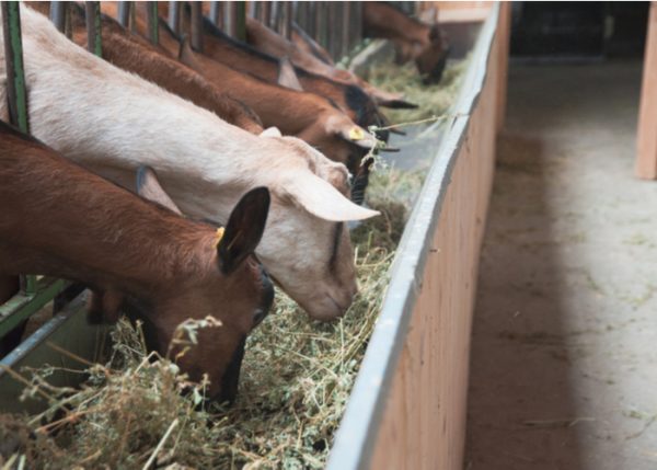 Feeding Alfalfa to Goats: The Pros and Cons - The Happy Chicken Coop