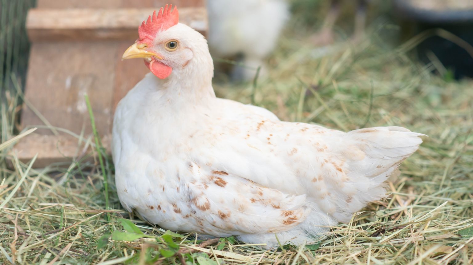 Cases and Death: Man Beaten and Killed For Stealing Chickens - The ...