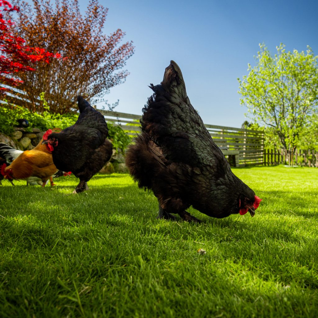 Light Brahma Chicken: Origin, Temperament, and Characteristics
