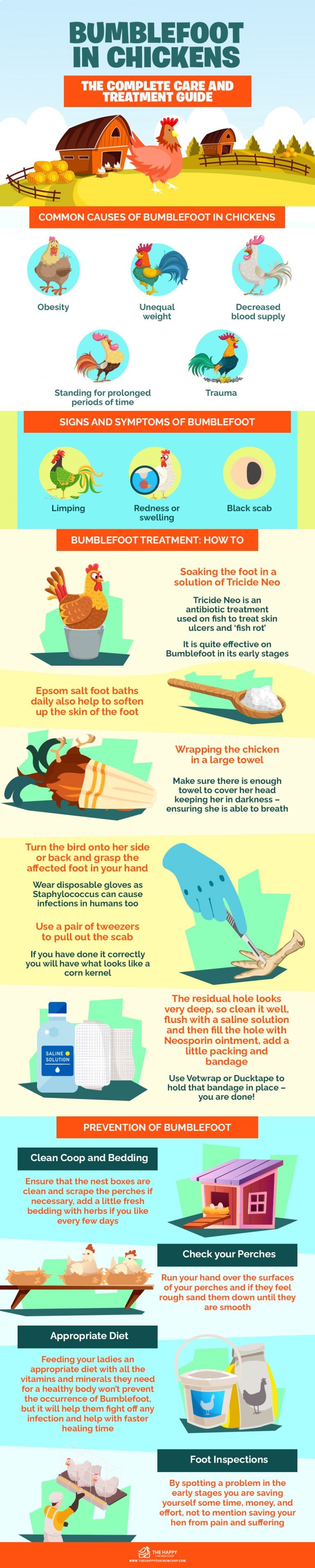 Bumblefoot in Chickens: The Complete Care and Treatment Guide - The ...