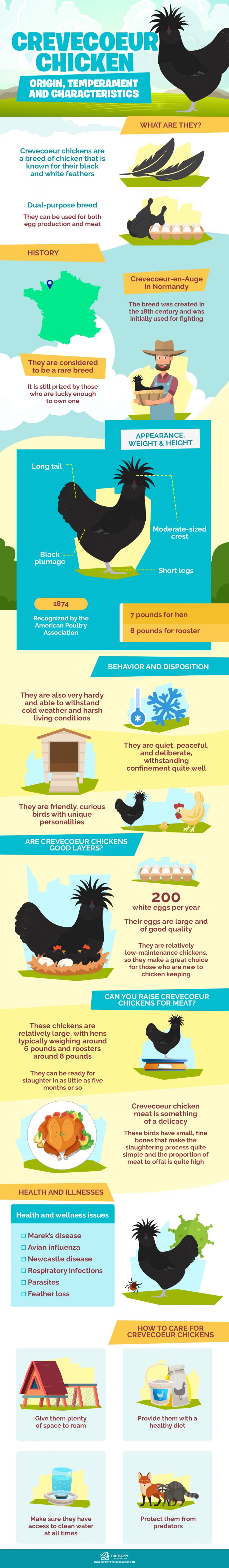 Crevecoeur Chicken: Origin, Temperament and Characteristics