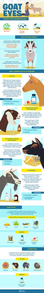 Goat Eyes (And Common Problems) - The Happy Chicken Coop
