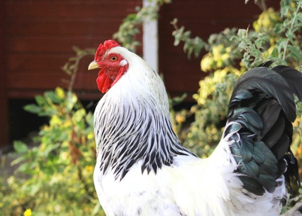 Light Brahma Chicken Origin Temperament And Characteristics