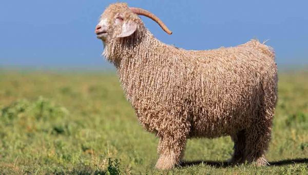 Angora Goats: A Complete Guide - The Happy Chicken Coop