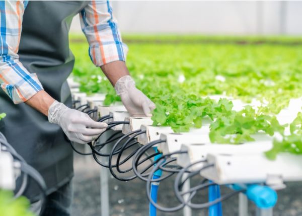 What Do You Need for Hydroponics? 11 Basic Components