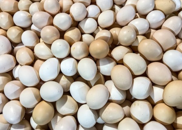 Fermenting Chicken Feed - The Happy Chicken Coop