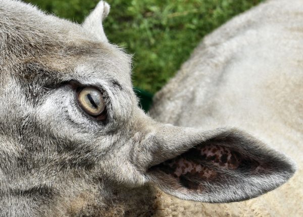 Goat Eyes (And Common Problems) - The Happy Chicken Coop