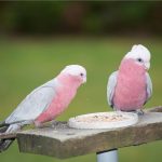 Top 10 Rarest Pet Birds - Meet The Most Exotic Avian Creatures