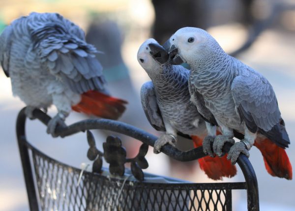 African Grey Parrot - Everything You Need to Know About