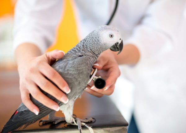 African Grey Parrot - Everything You Need to Know About