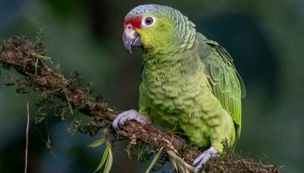 Cuban Amazon Parrot: Appearance, Temperament, and Health