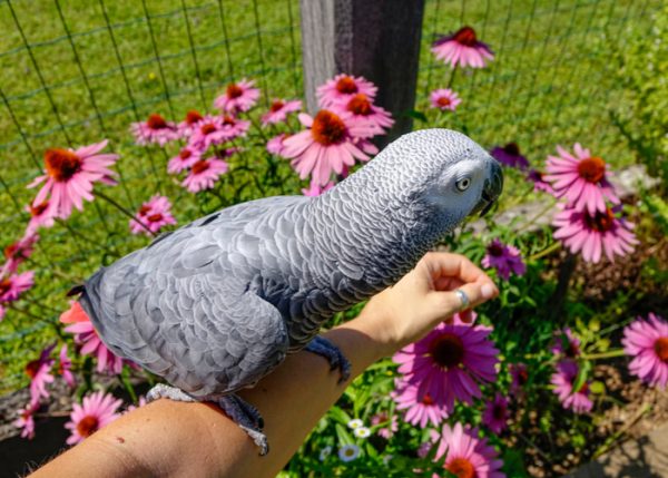 African Grey Parrot - Everything You Need to Know About
